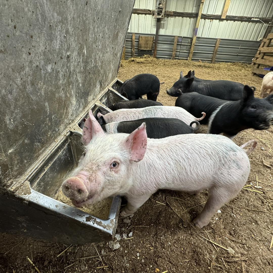 Home | Henderson Farm Store