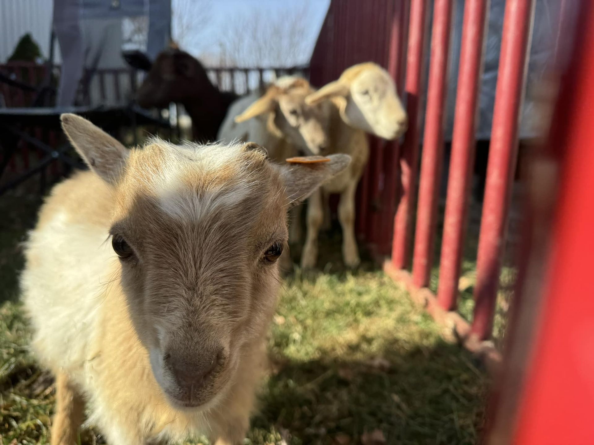 Home | Henderson Farm Store